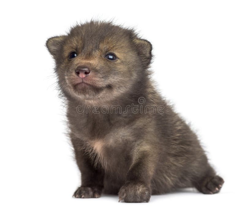 698 Baby Fox Cub Sitting Stock Photos - Free & Royalty-Free Stock ...