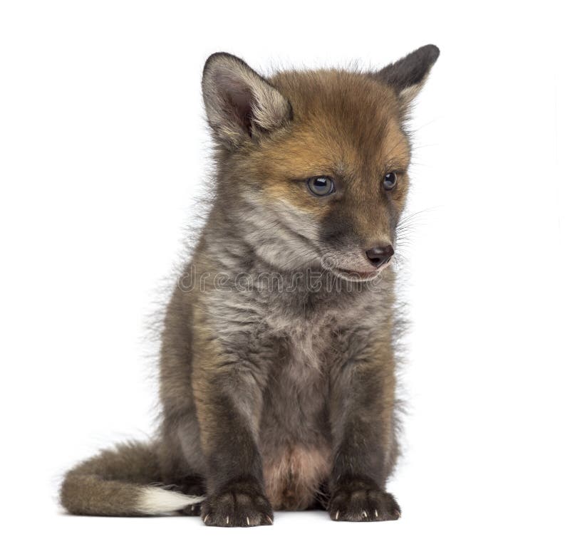 810 Fox Cub Sitting Stock Photos - Free & Royalty-Free Stock Photos ...