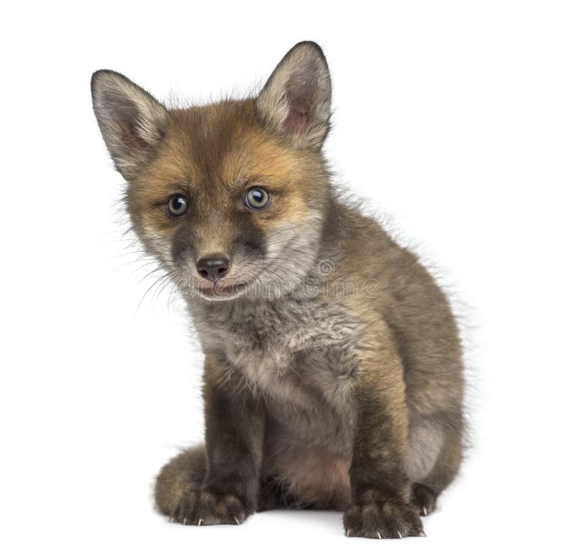 810 Fox Cub Sitting Stock Photos - Free & Royalty-Free Stock Photos ...