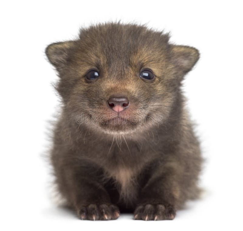 582 Baby Fox Cub Sitting Stock Photos - Free & Royalty-Free Stock ...