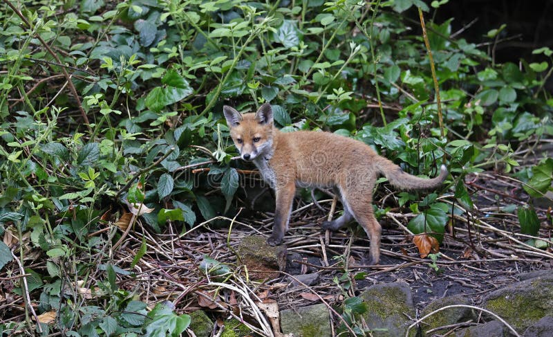 Fox Cubs Playing in the Garden Stock Image - Image of northern, nature ...