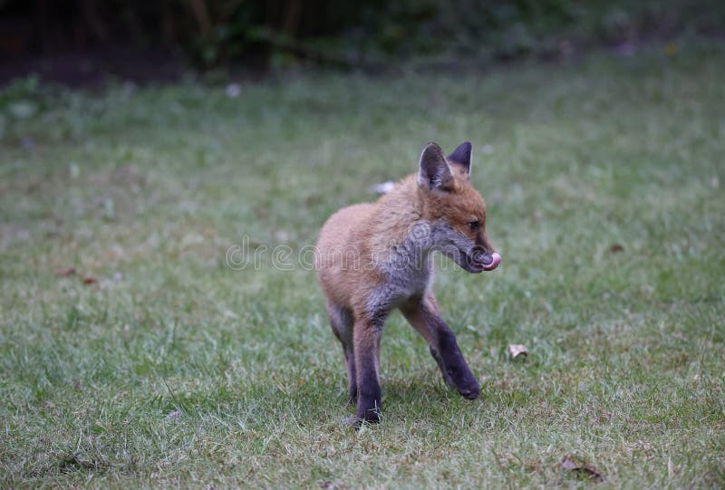 Fox Cubs Playing in the Garden Stock Photo - Image of cubs, northern ...