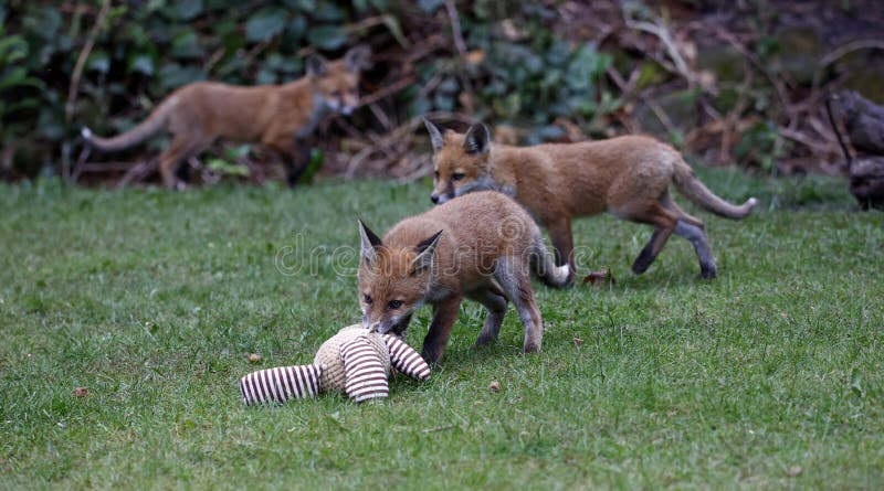 Fox Cubs Playing in the Garden Stock Photo - Image of northern, bird ...