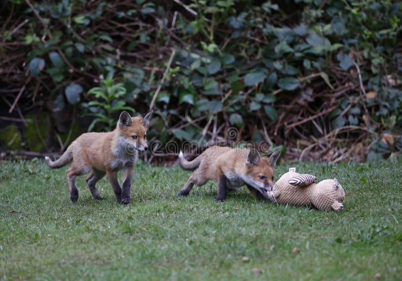 Fox Cubs Playing in the Garden Stock Photo - Image of foxes, emerging ...