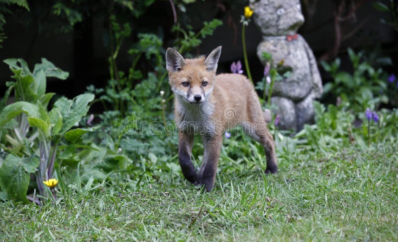 Fox Cubs Playing in the Garden Stock Image - Image of wildlife, female ...