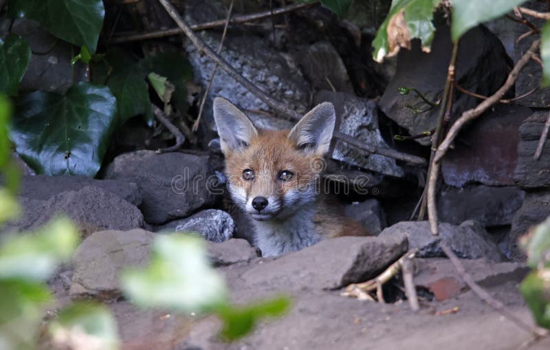 Fox Cubs Emerging from Their Garden Den Stock Photo - Image of park ...