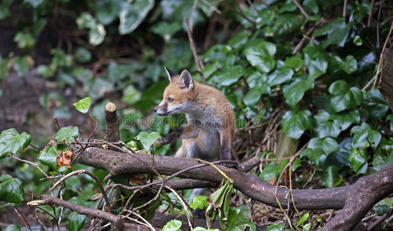 Fox Cubs Emerging from Their Garden Den Stock Image - Image of park ...
