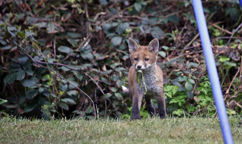 Fox Cubs Exploring the Garden Stock Photo - Image of feeding, cubs ...