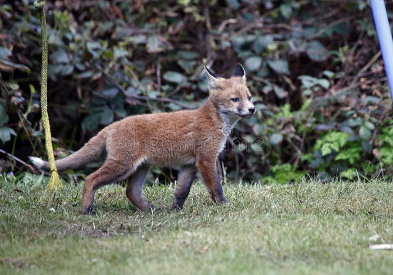 Fox Cubs Exploring the Garden Stock Image - Image of cubs, exploring ...