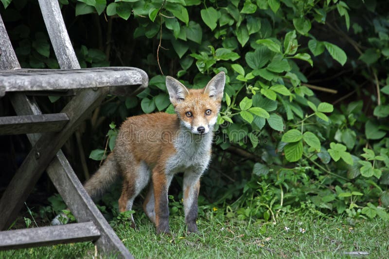 Fox Cubs Playing in the Garden Stock Photo - Image of beautiful, ears ...