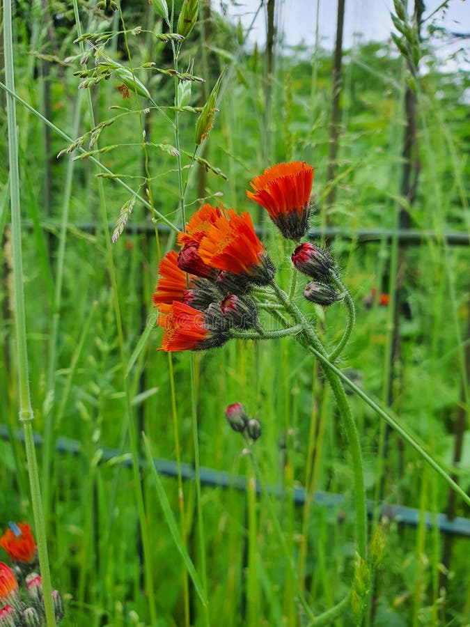 Fox and Cubs, the Mighty Weed Stock Photo - Image of grassland, meadow ...