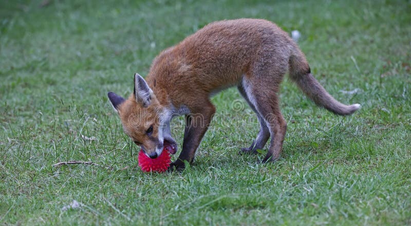 Fox Cubs Playing and Exploring in the Garden Stock Photo - Image of ...
