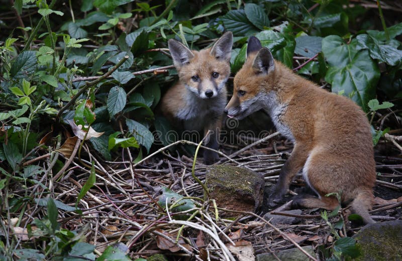 Fox Cubs Playing in the Garden Stock Image - Image of garden, wild ...