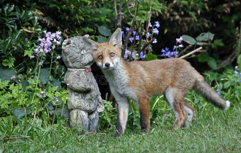 Fox Cubs Playing in the Garden Stock Photo - Image of surroundings ...