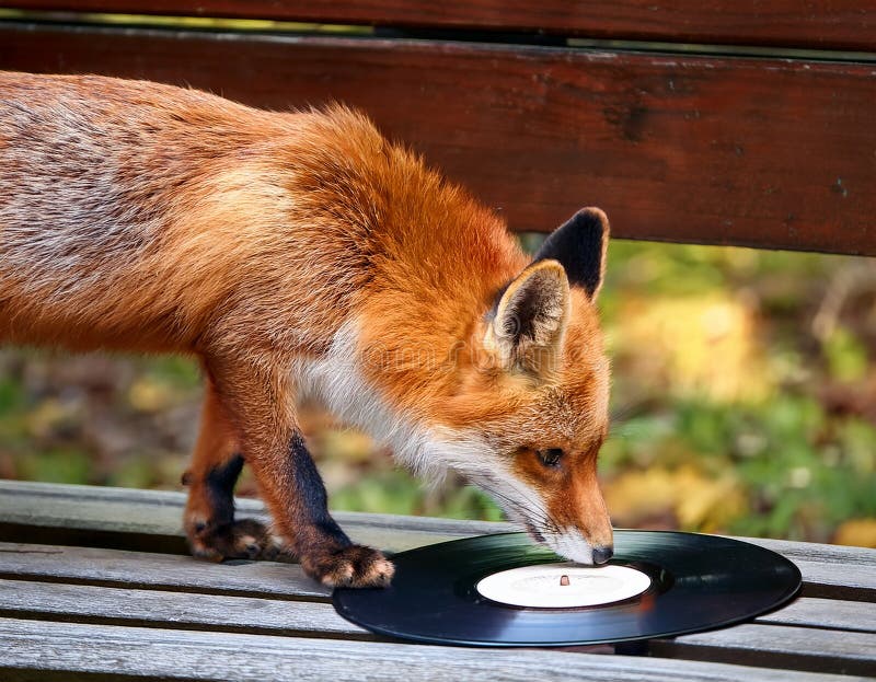 A Fox is Curiously Sniffing at a Discarded Vinyl Record Lying on a Park ...
