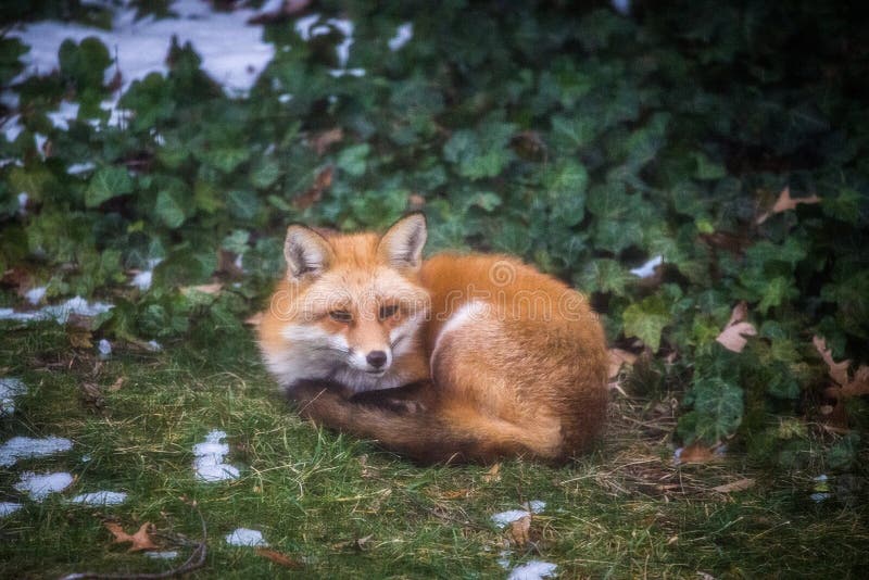 Fox curled up and resting stock image. Image of yard - 238459851