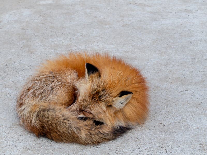 315 Fox Curled Stock Photos - Free & Royalty-Free Stock Photos from ...