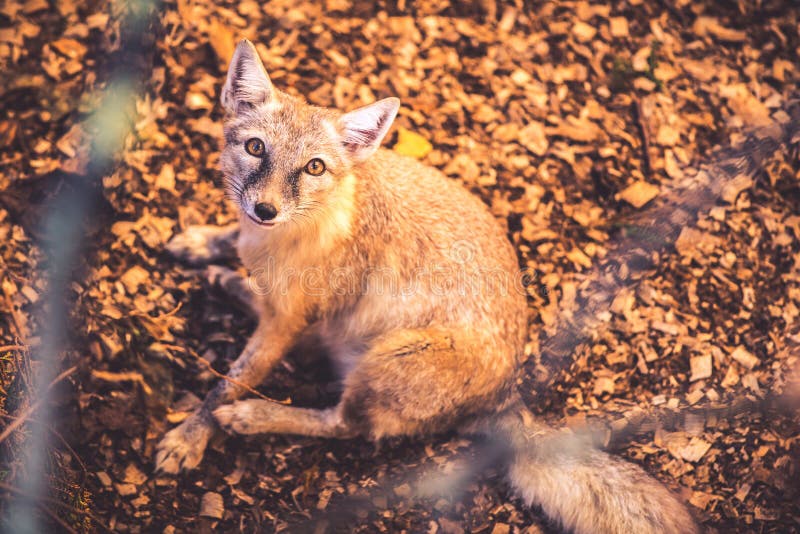Cute Corsac Fox with Its Face in Closeup, Tropical Wild Dog Specie from ...
