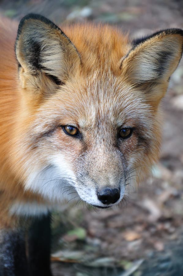 Sourire de Fox rouge image stock. Image du sport, algonquin - 31373335