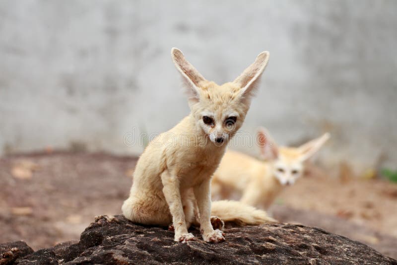 Zorro de Fennec foto de archivo. Imagen de alimento, rubio - 34449994