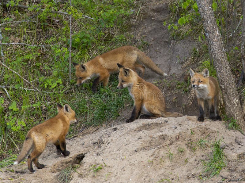 Fox Den stock photo. Image of predator, scavenger, baby - 31421342