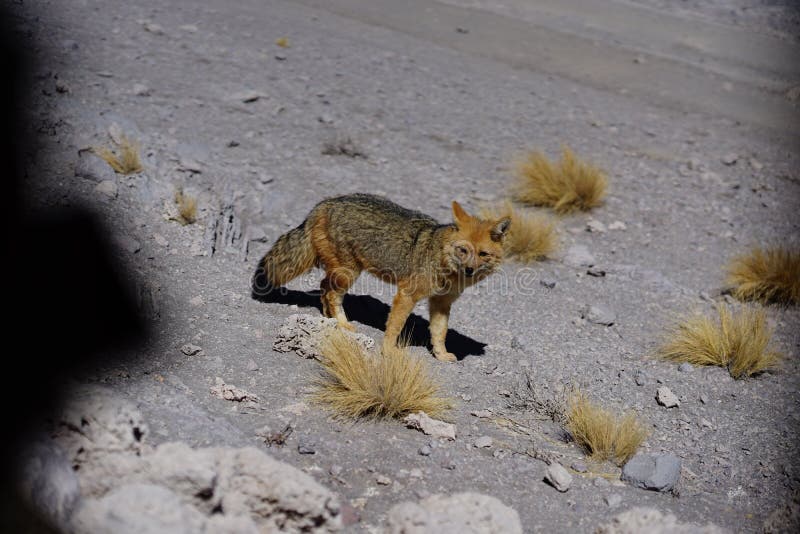 Fox in the Desert of Atacama Bolivia and Chile Stock Image - Image of ...