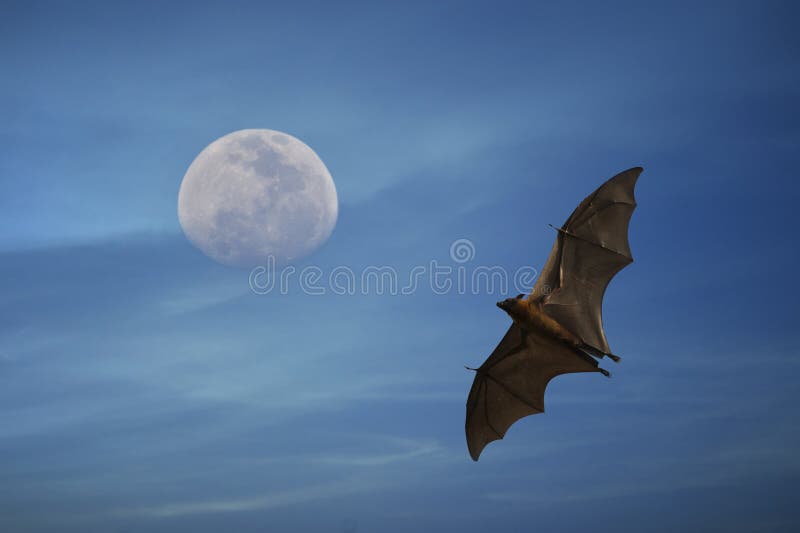 Fox di volo e la luna immagine stock. Immagine di notte - 97444283