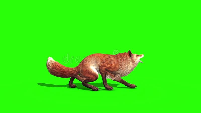 Fox Idle Side Green Screen 3D Rendering Animation Animals Stock Video ...