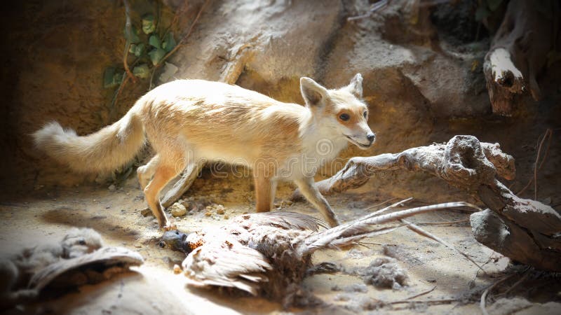Fox Diorama stock photo. Image of wild, animal, tail - 68252444