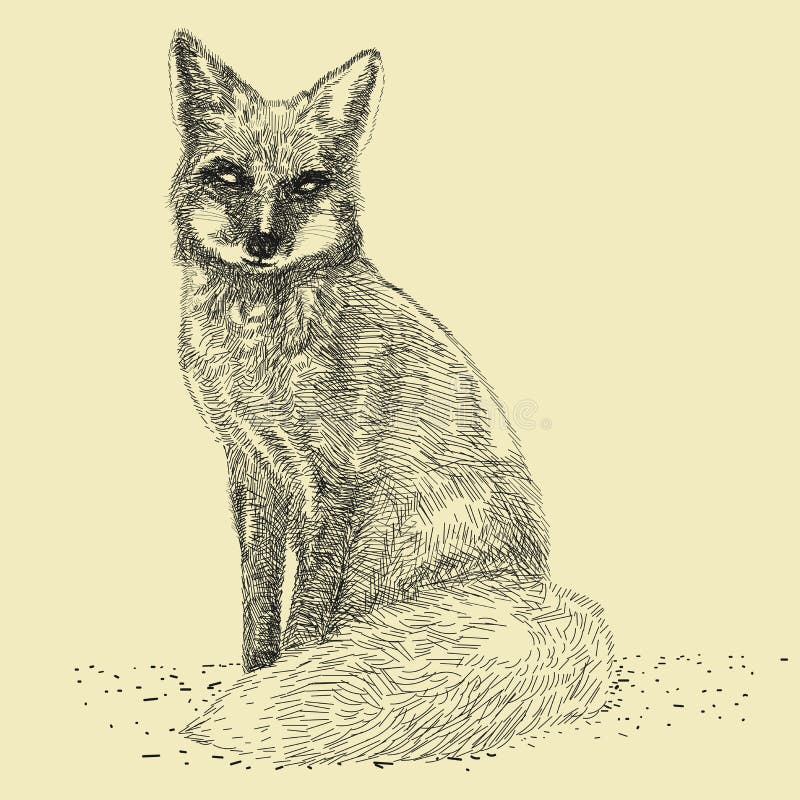 Fox doodle draw stock vector. Illustration of graphic - 124384740