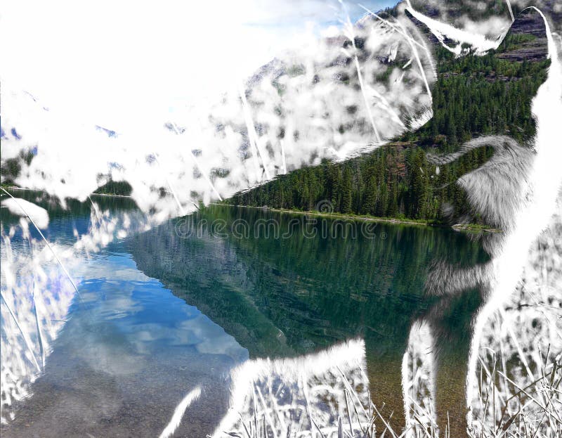 Fox Double Exposure Stock Photos - Free & Royalty-Free Stock Photos ...