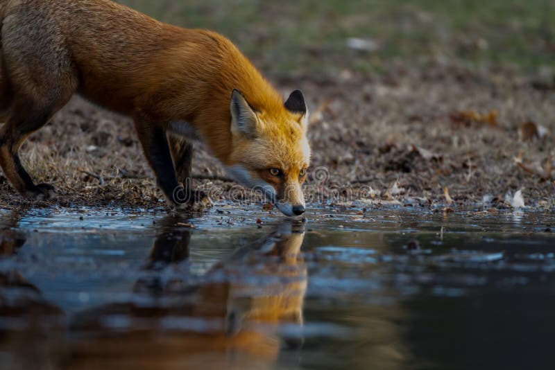 Fox Drink stock photo. Image of furry, hunter, drinking - 67583396