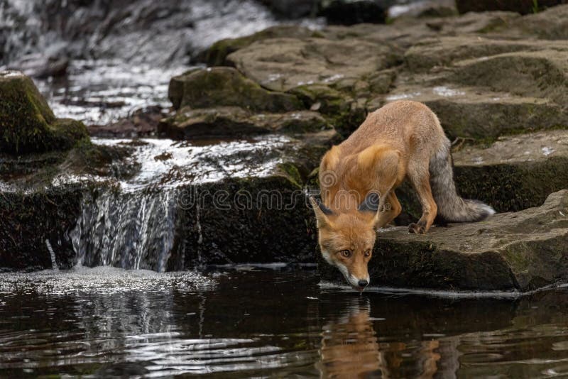 The Fox is Drinking from a Stream Standing on the Stone Stock Image ...