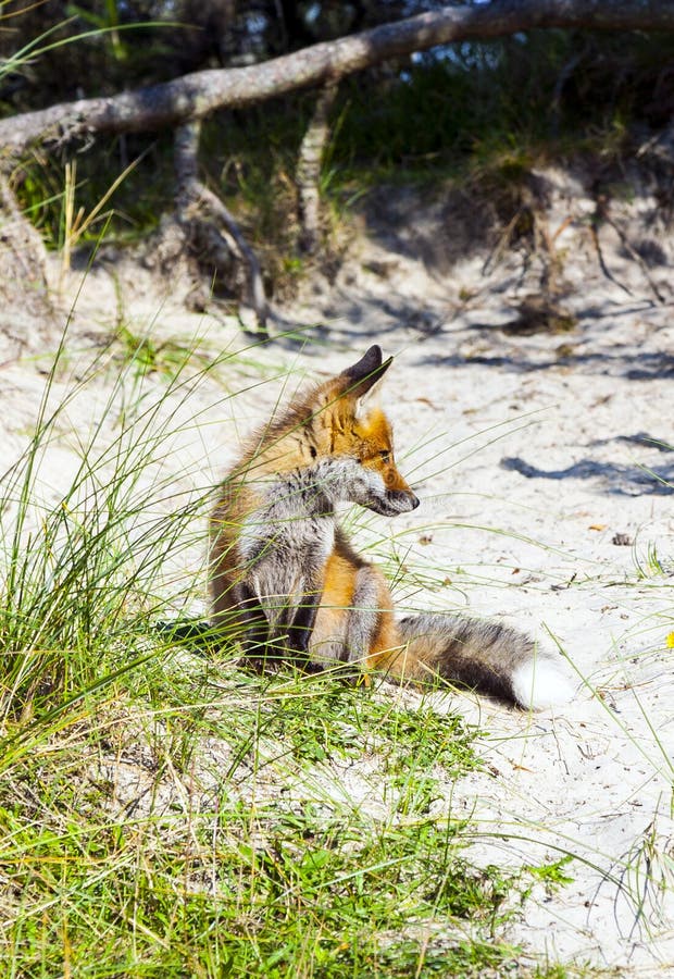 Fox in the Dunes at the Beach Stock Photo - Image of sand, sitting ...