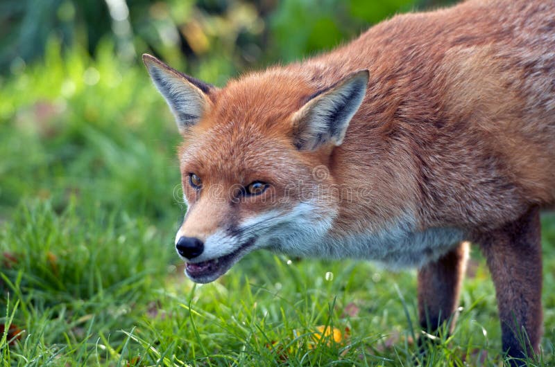 Owl Eating stock image. Image of head, bird, falconry - 35253427