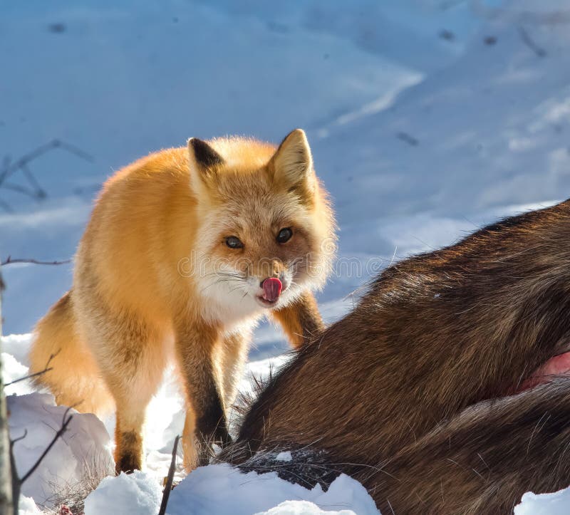 Fox Eating a Moose stock photo. Image of wild, animal - 284305706