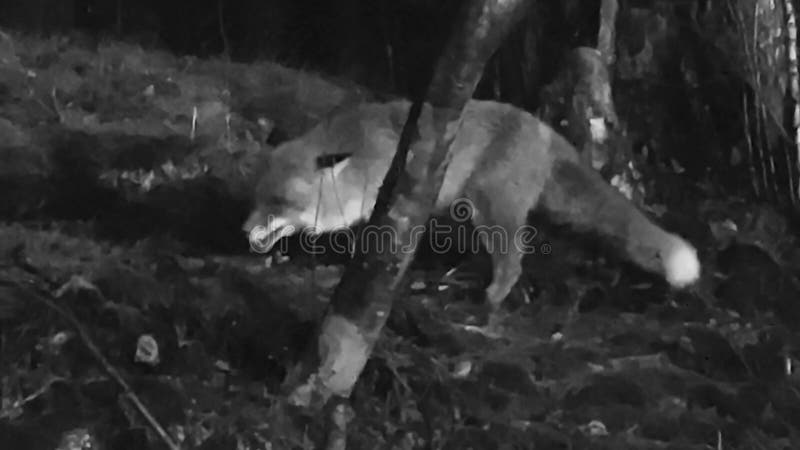 Fox Eating Stick in Dark Forest at Night Stock Footage - Video of night ...