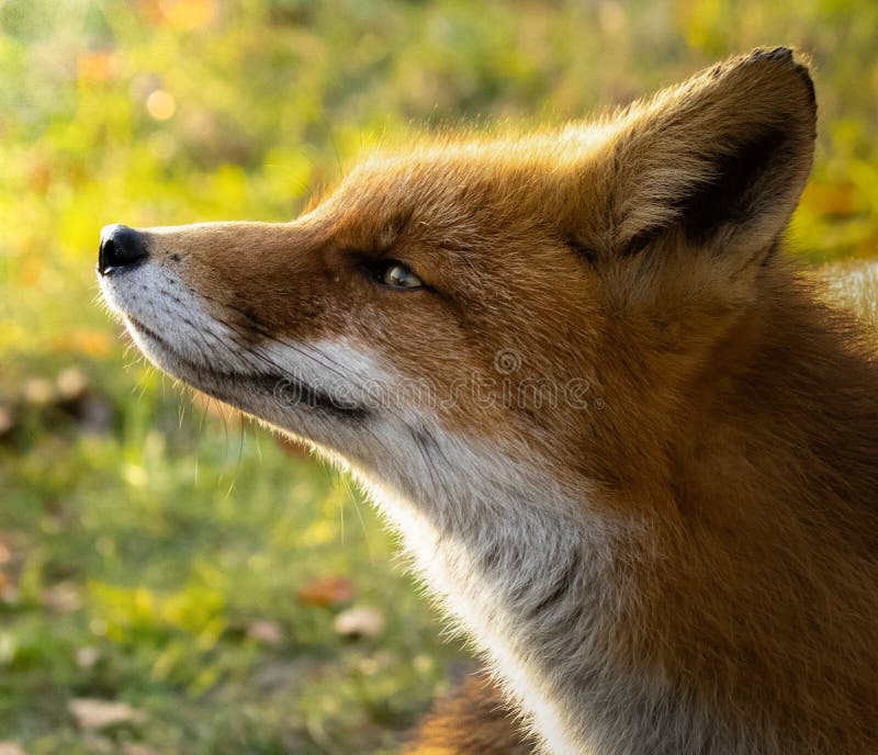 A fox is enjoying the sun stock image. Image of carnivore - 360724861