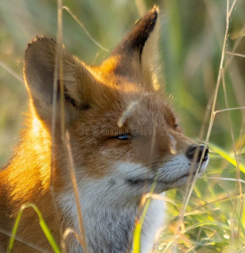 230 Fox Enjoying Sun Stock Photos - Free & Royalty-Free Stock Photos ...
