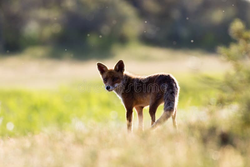 Fox in the evening sun stock photo. Image of evening - 93751290