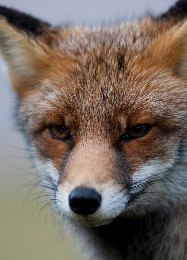 Fox face stock photo. Image of isles, south, mammal, outdoors - 23228790