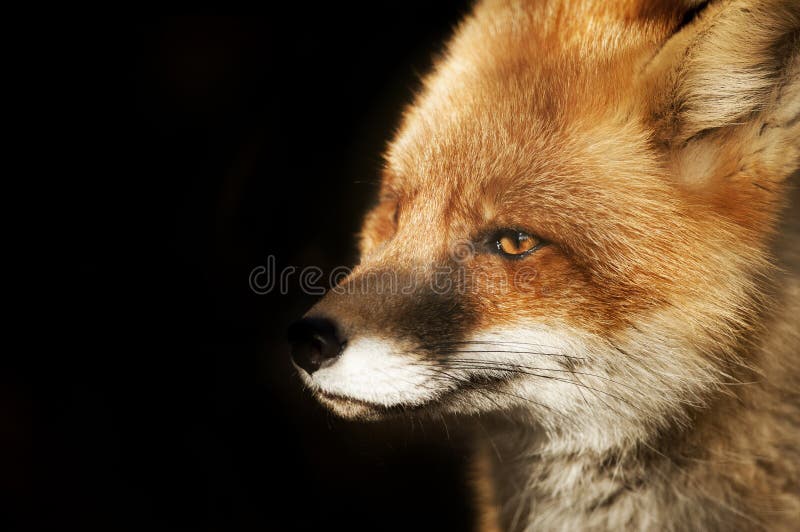 Fox face closeup on black stock photo. Image of closeup - 51634022