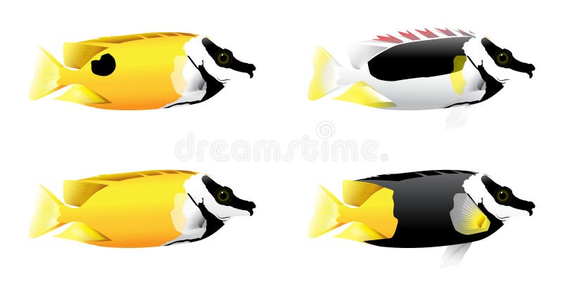 Rabbitfish Illustration Stock Illustrations – 27 Rabbitfish ...