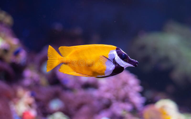 Fox Face Siganus Vulpinus Dark Blue Nature Background Stock Photos ...