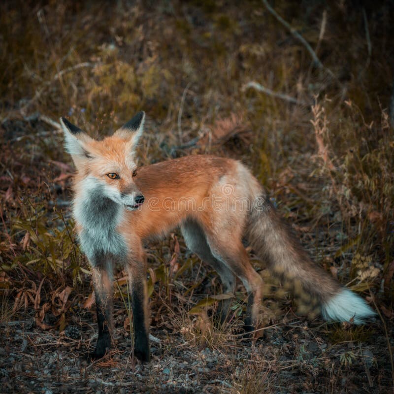 Fox stock image. Image of hike, peak, taking, bushes - 102907563