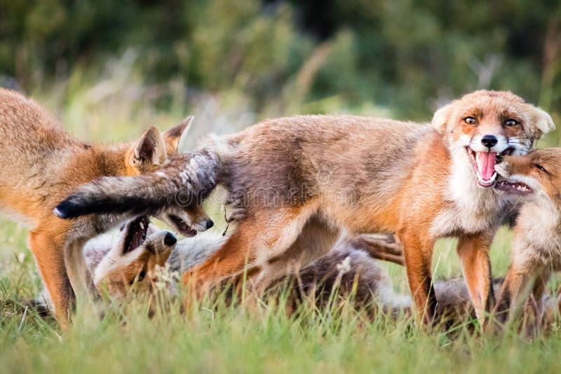 Fox family playing stock image. Image of amsterdam, waterleidingduinen ...