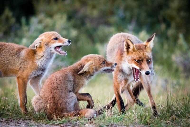Fox family stock photo. Image of teeth, dunes, laying - 94770638
