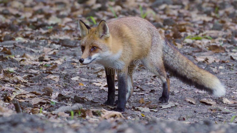 Fox Feeding on Maize in the Forest Stock Footage - Video of maize ...