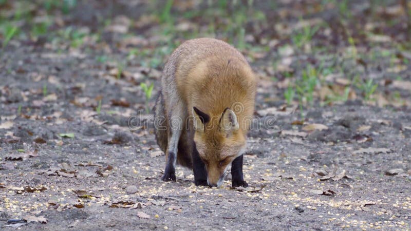 Fox Feeding on Maize in the Forest Stock Video - Video of curious ...