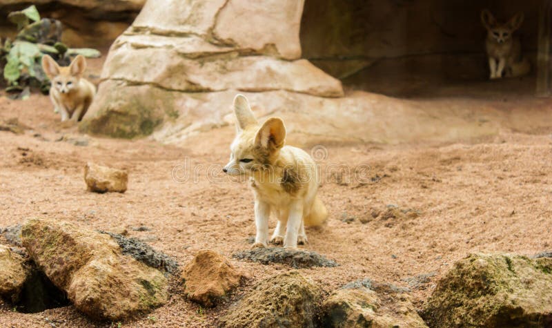 Un Fox Di Fennec Nel Deserto Bianco, Egitto Fotografia Stock - Immagine ...